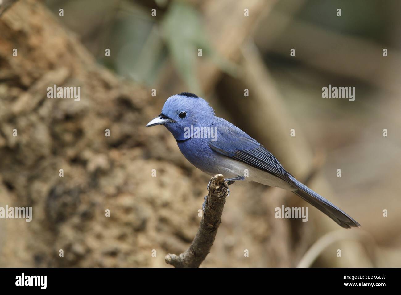 Black-naped Monarch (Hypothymis azurea) male, Kaeng Krachan, Thailand ...