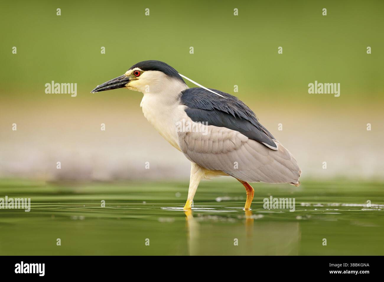 Night heron, Nycticorax nycticorax, grey water bird sitting in the ...