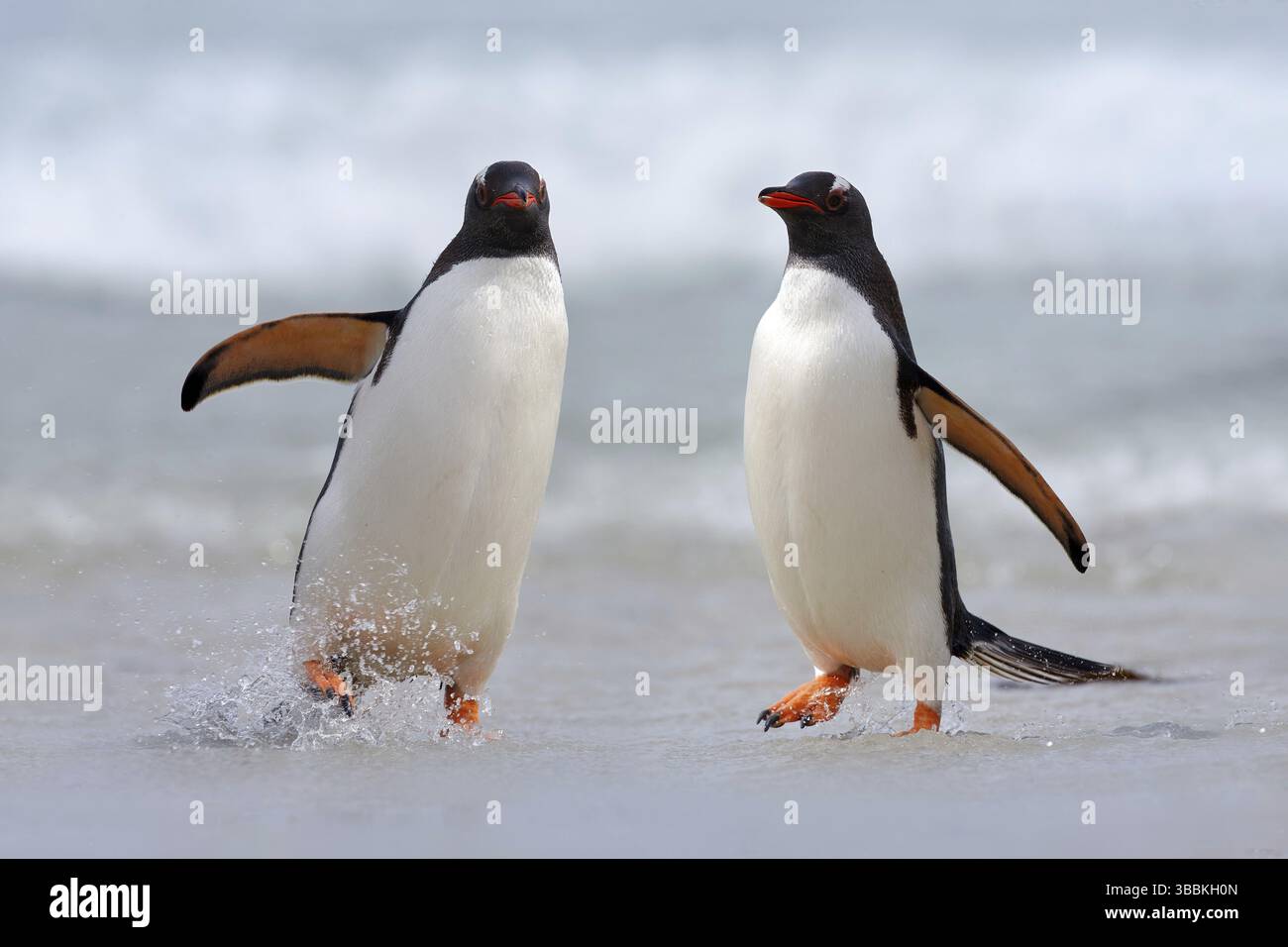 Gentoo penguin dives in water hi-res stock photography and images - Alamy