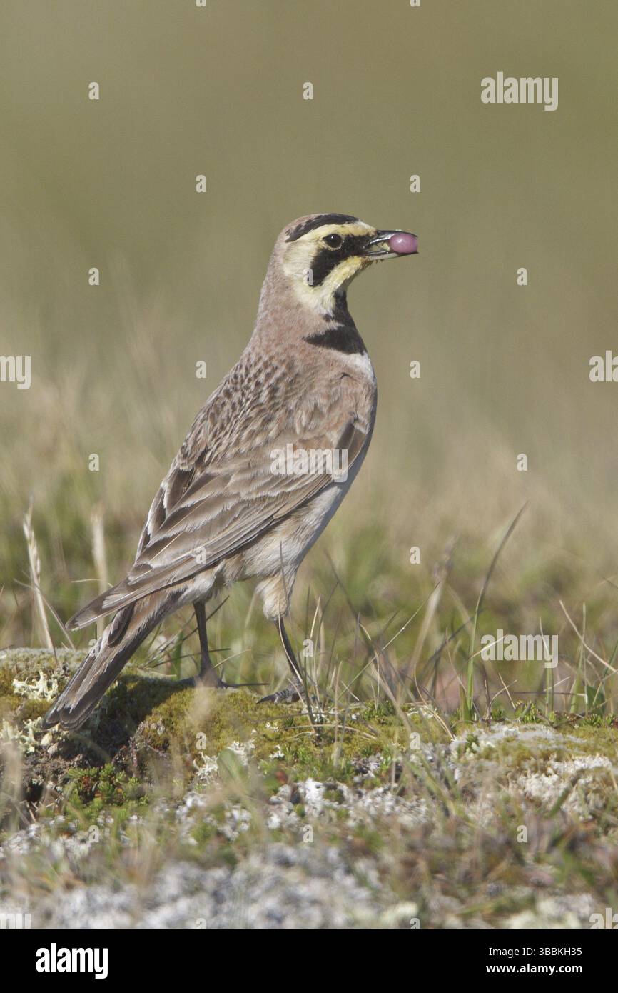 Island horned lark hi-res stock photography and images - Alamy