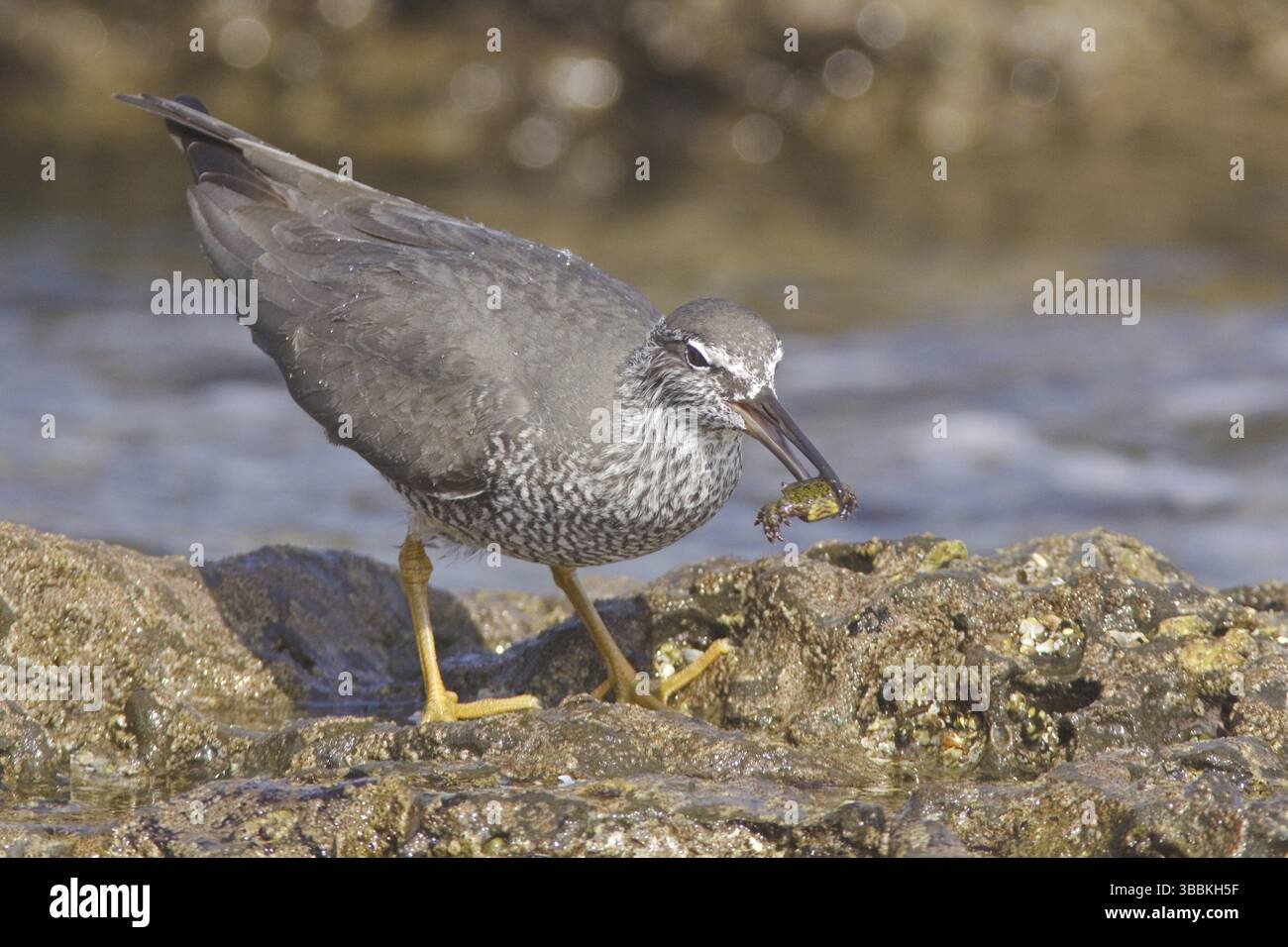 Wandering Tattler (Tringa incana), Ecuador, South America Stock Photo ...