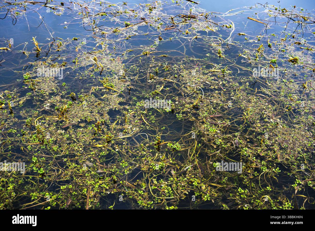 River Deben weed Stock Photo - Alamy