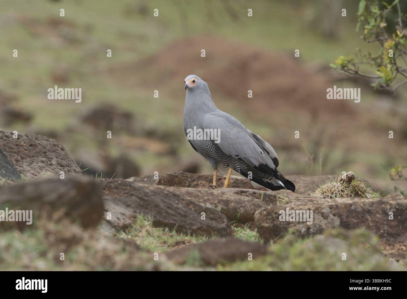 African Harrier-Hawk (Polyboroides typus), Masai Mara, Kenya, Africa ...