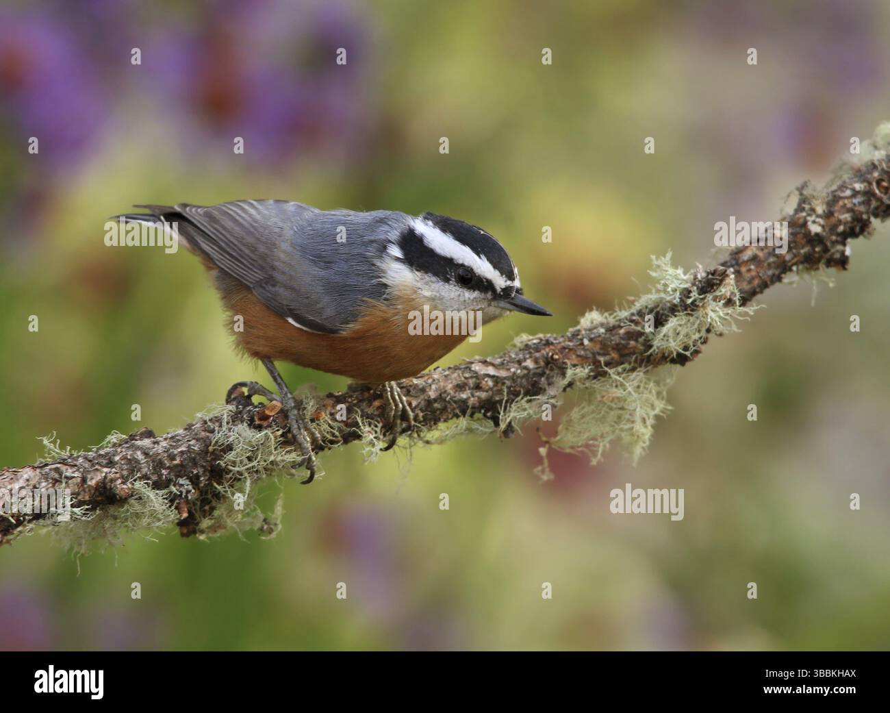 Red-breasted Nuthatch (Sitta canadensis), Saskatchewan, Canada, North ...