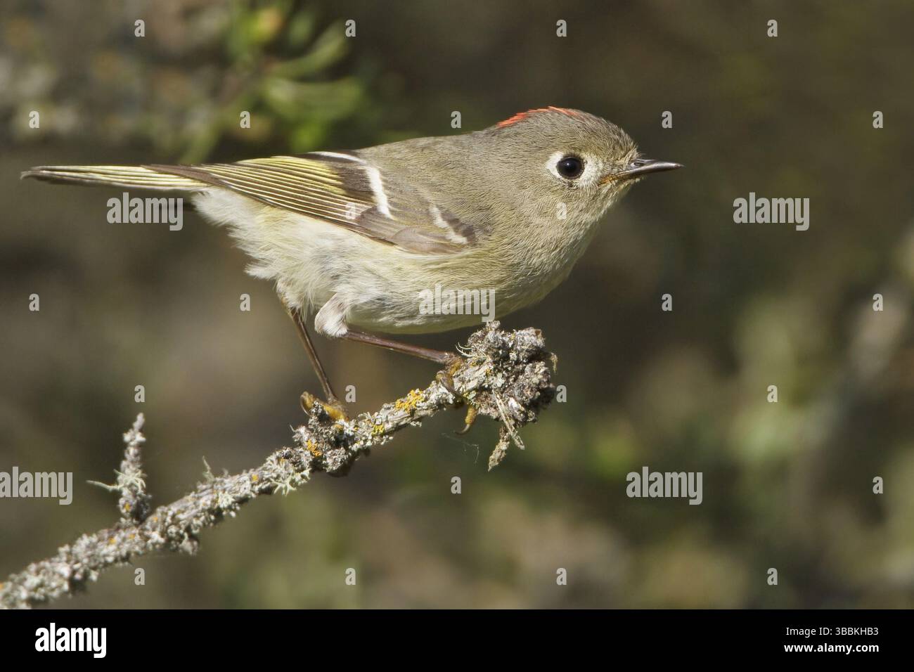 Ruby-crowned Kinglet (Regulus calendula), Manitoba, Canada, North America Stock Photo - Alamy