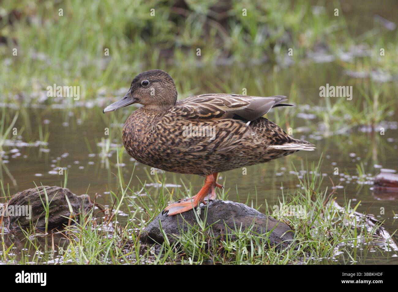 Hawaiian Duck, Anas wyvilliana, USA, Hawaii, Kauai, Endengered species ...