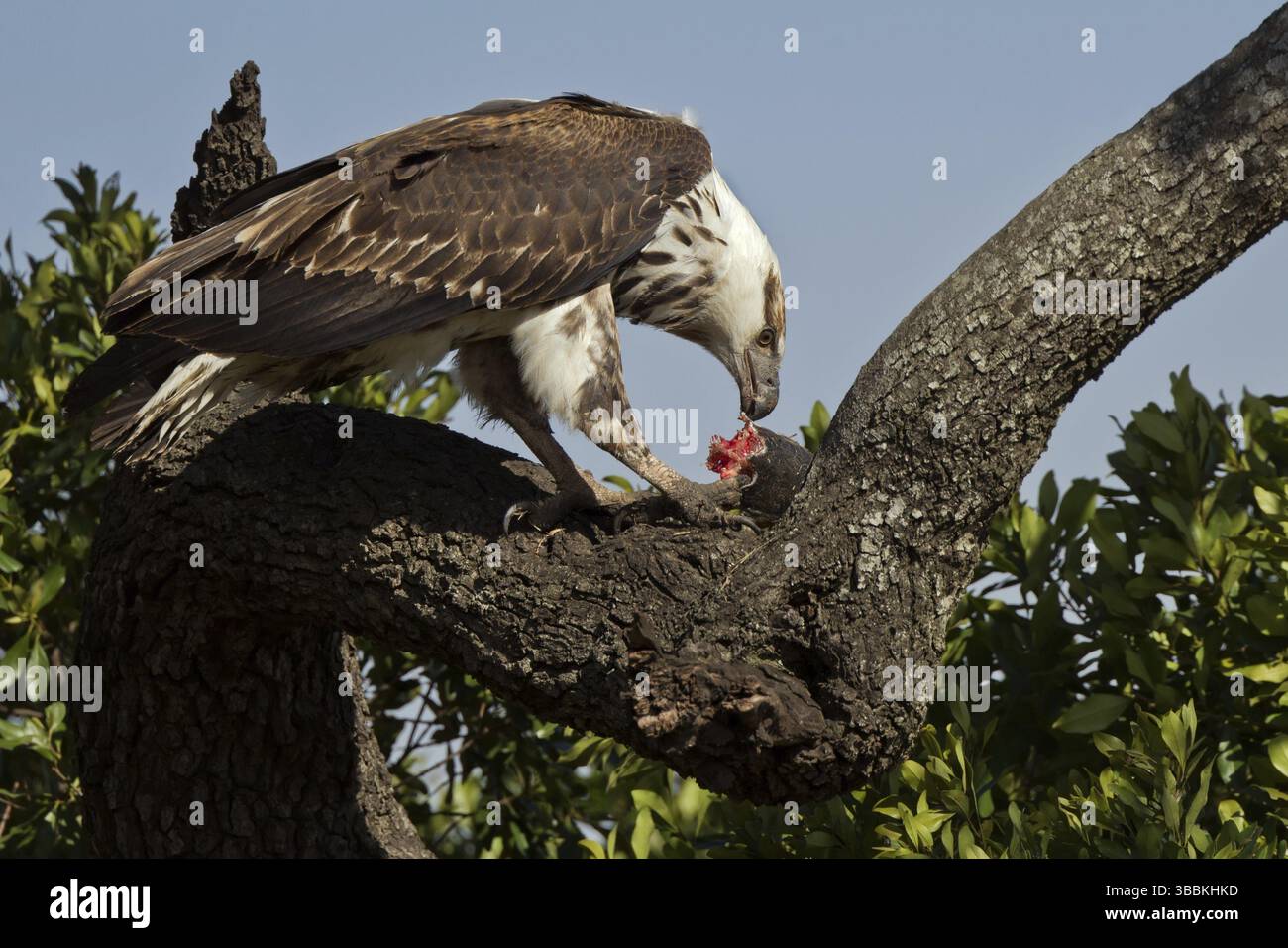 African Fish Eagle (Haliaeetus vocifer), Masai Mara, Kenya, Africa ...