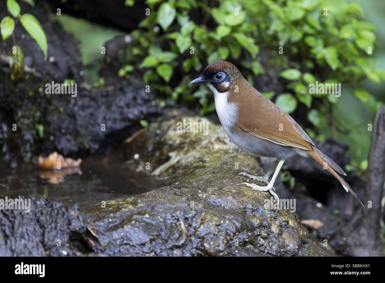 Grey-sided Laughingthrush (Garrulax caerulatus kaurensis), Yunnan ...