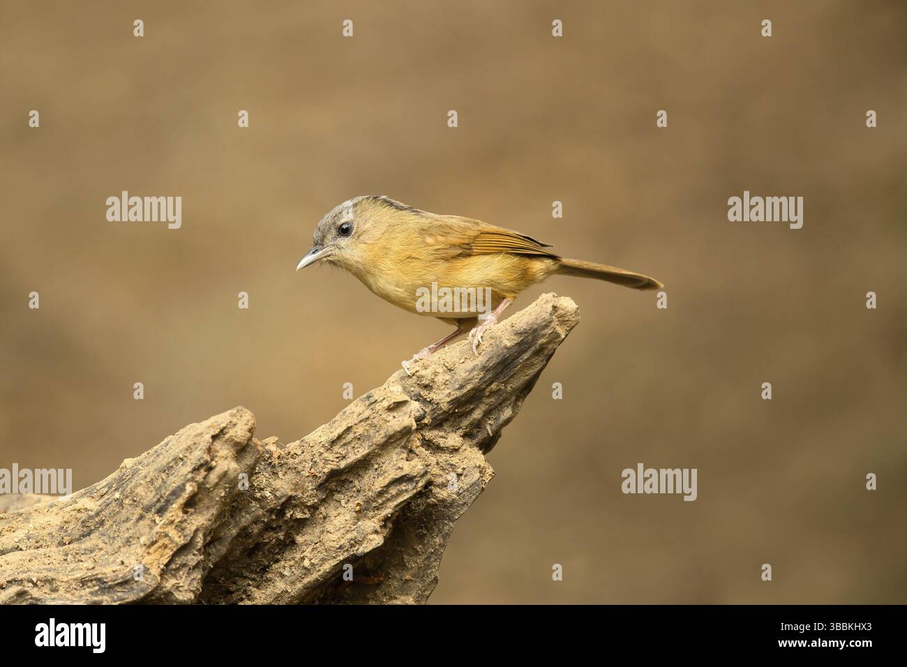Brown-cheeked Fulvetta (Alcippe poioicephala), Yunnan, China, Asia ...