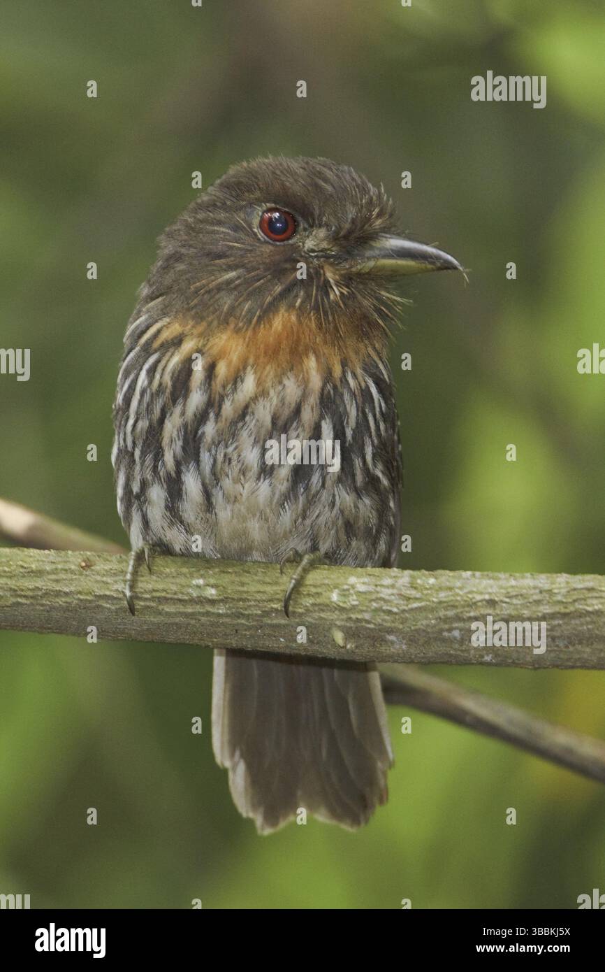 White-whiskered Puffbird (Malacoptila panamensis), Costa Rica, Central ...