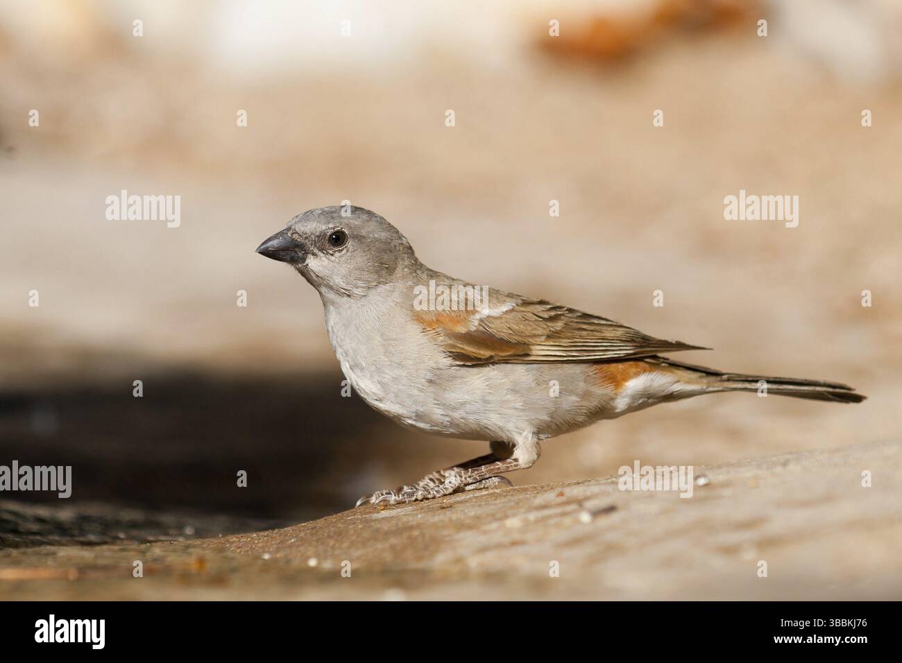 Southern Grey-headed Sparrow (Passer diffusus), Namibia, Africa Stock ...