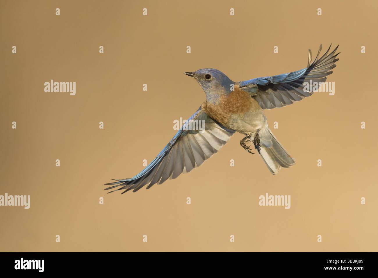 Western Bluebird (Sialia mexicana) flying, California, USA, North ...