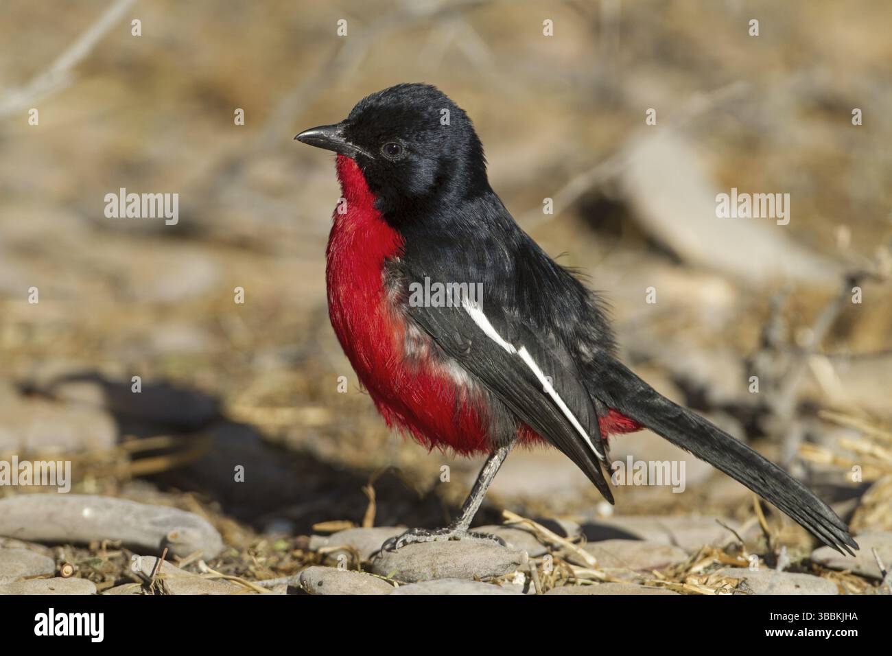 Crimson-breasted Shrike (Laniarius atrococcineus), Northern Cape, South ...