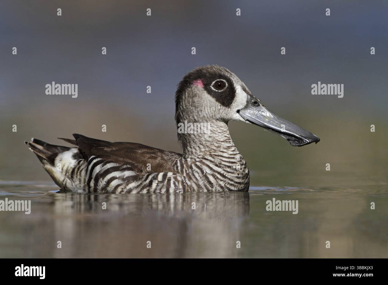 Pink-eared Duck (Malacorhynchus membranaceus), New South Wales ...