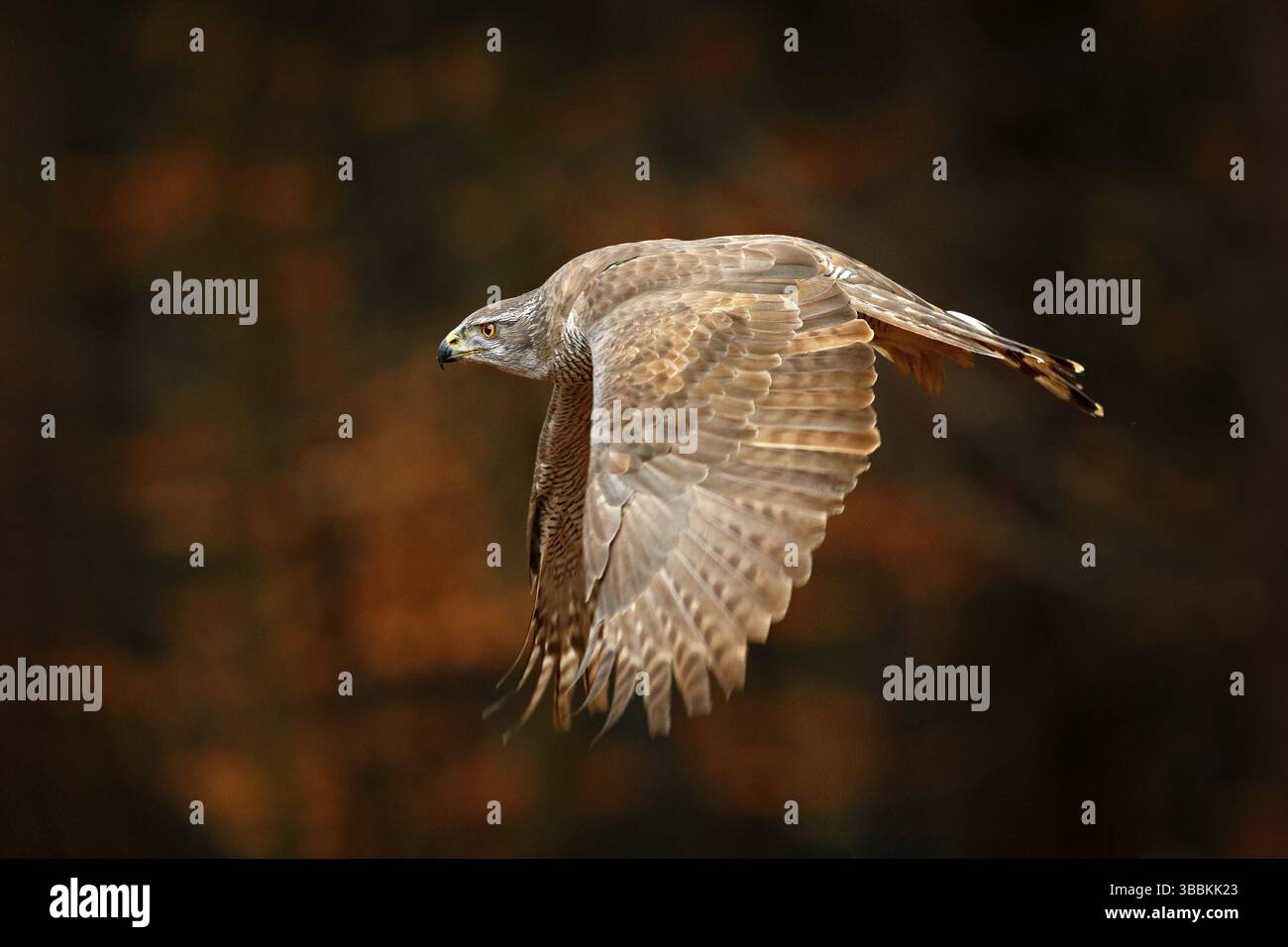 Goshawk flying, bird of prey with open wings with evening sun back ...