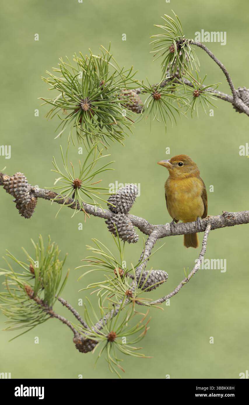 Female summer tanager hi-res stock photography and images - Alamy