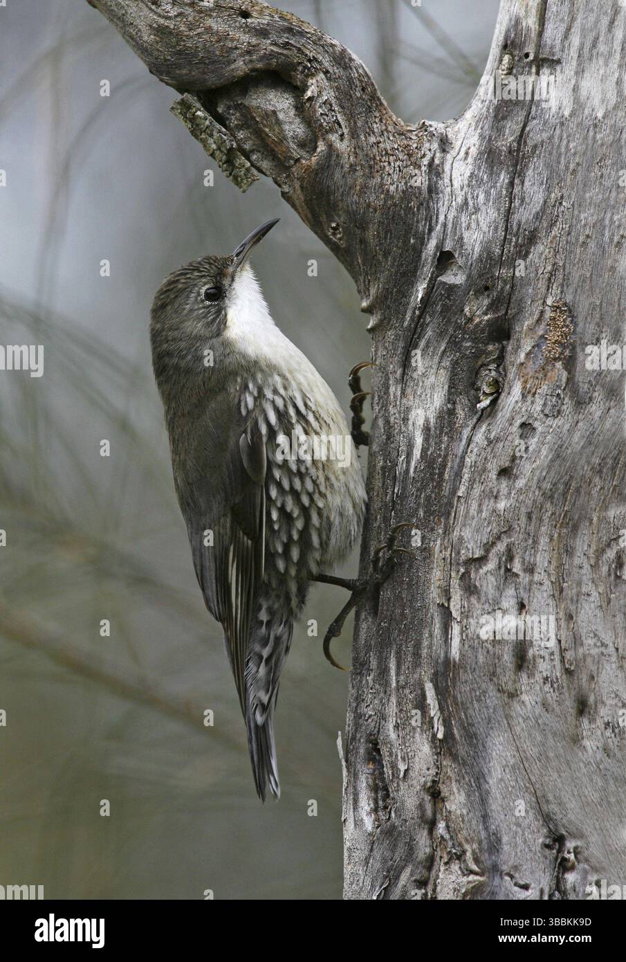 White-throated Treecreeper (Cormobates leucophaea) male, Victoria ...