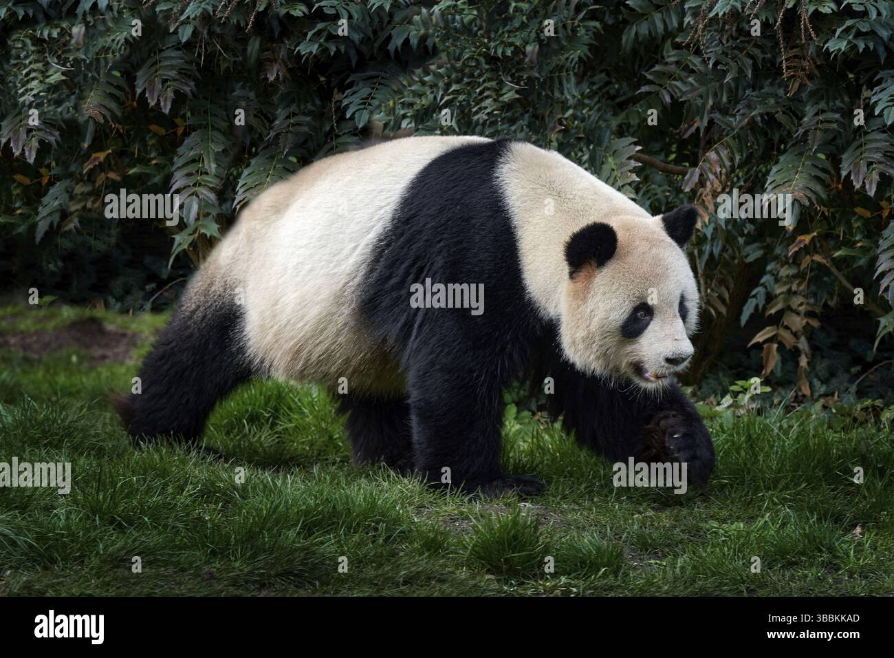 Panda walk in green forest vegetation. Wildlife scene from China nature ...