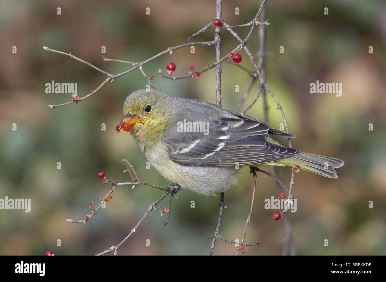 Western Tanager (Piranga ludoviciana), Ohio, USA, North America Stock ...