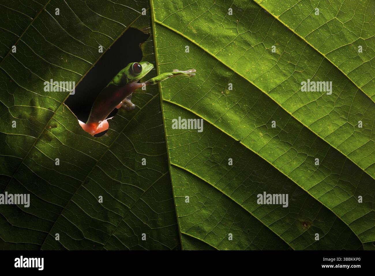 A Gliding Leaf Frog (Agalychnis spurrelli) moves through a rainforest ...