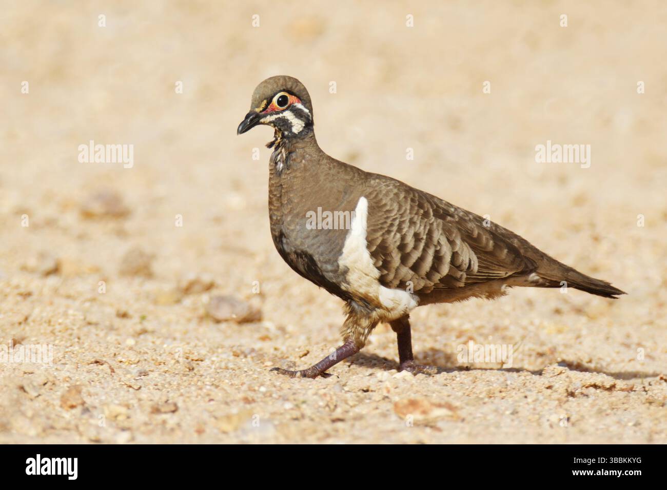 Squatter Pigeon (Geophaps scripta peninsulae), Queensland, Australia ...