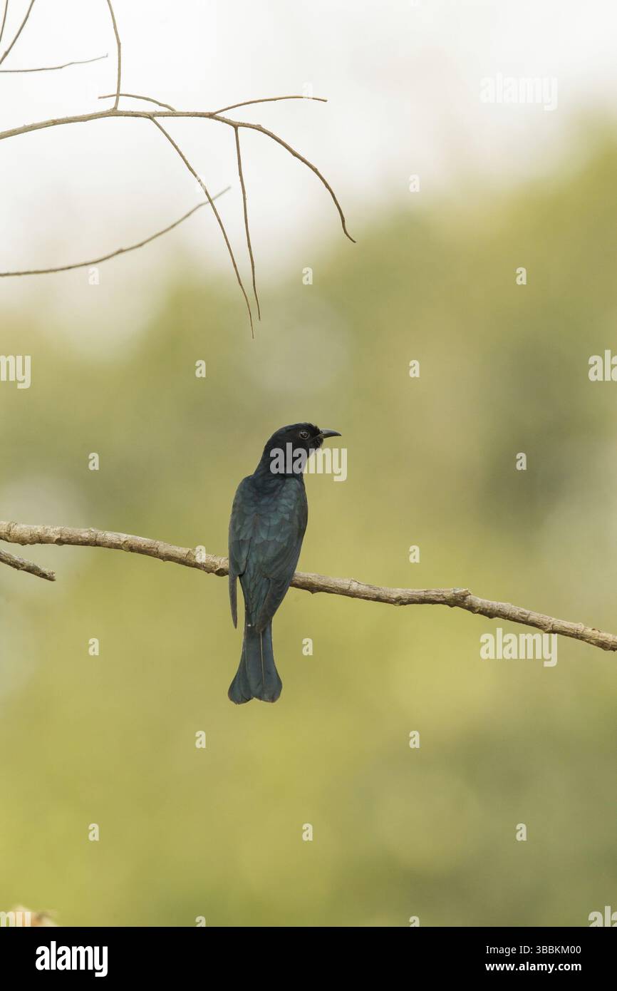Square-tailed Drongo-Cuckoo (Surniculus lugubris), Kaeng Krachan, Thailand, Asia Stock Photo - Alamy