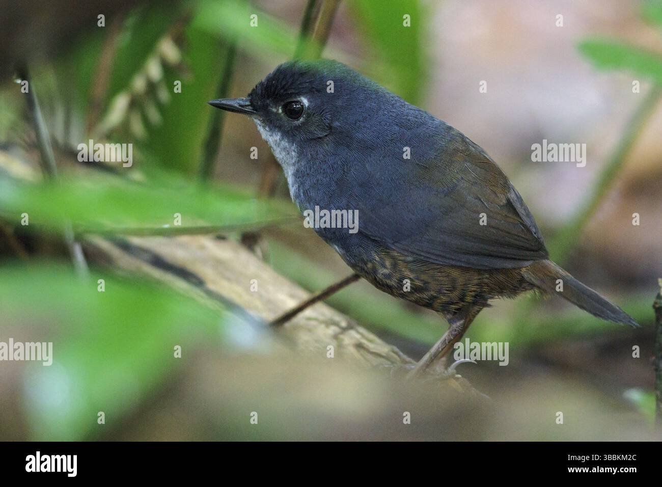 White-breasted Tapaculo (Eleoscytalopus indigoticus) on the ground in the Atlantic rainforest of ...