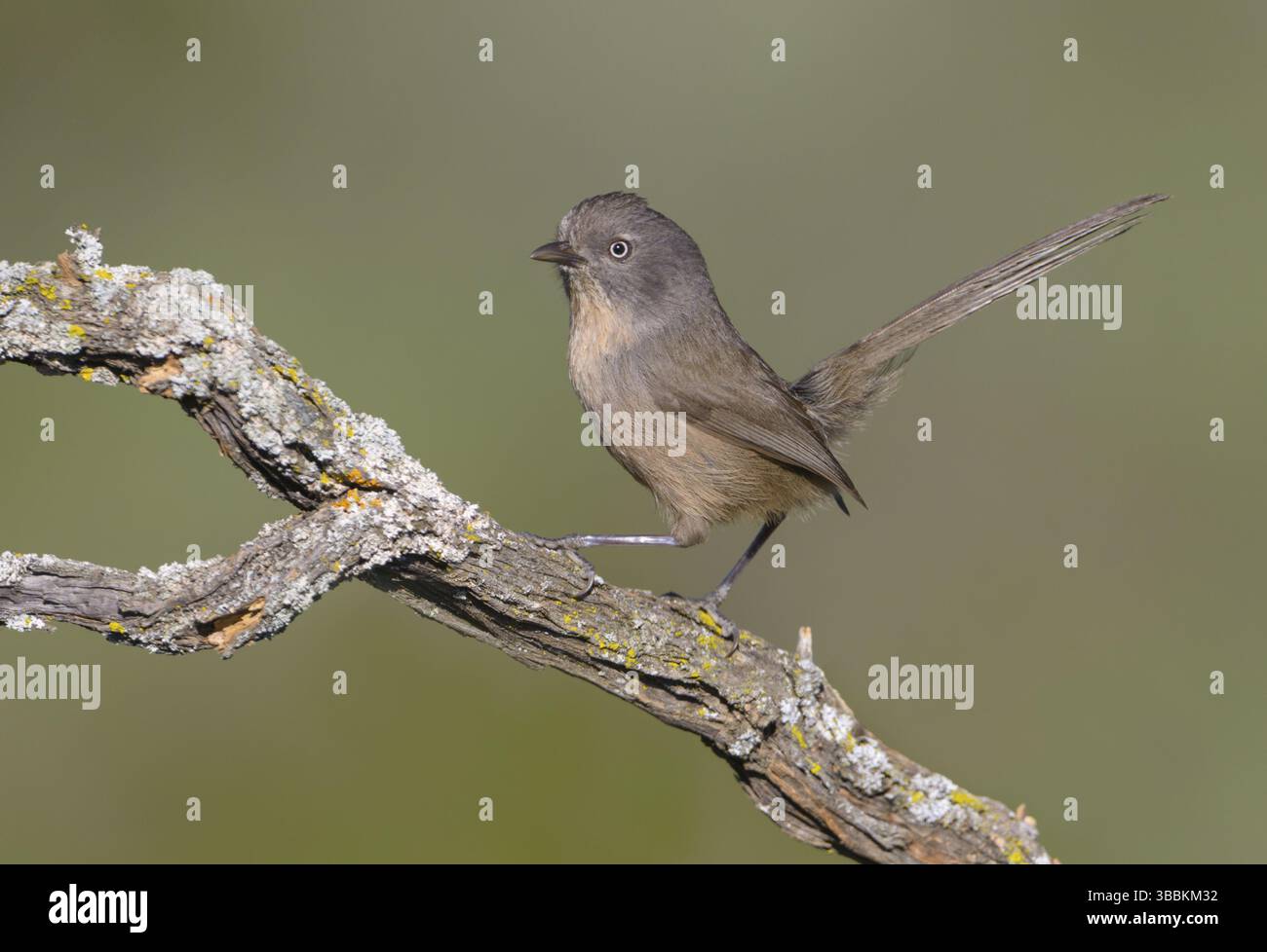 Wrentit (Chamaea fasciata) - Charmlee Park, Malibu California Stock ...