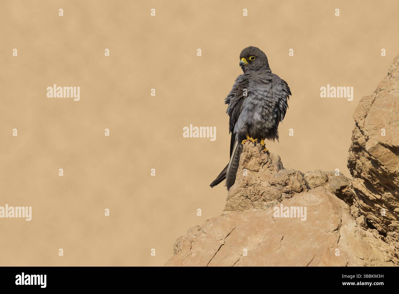 Sooty Falcon (Falco concolor), Eilat, Israel, Asia Stock Photo - Alamy