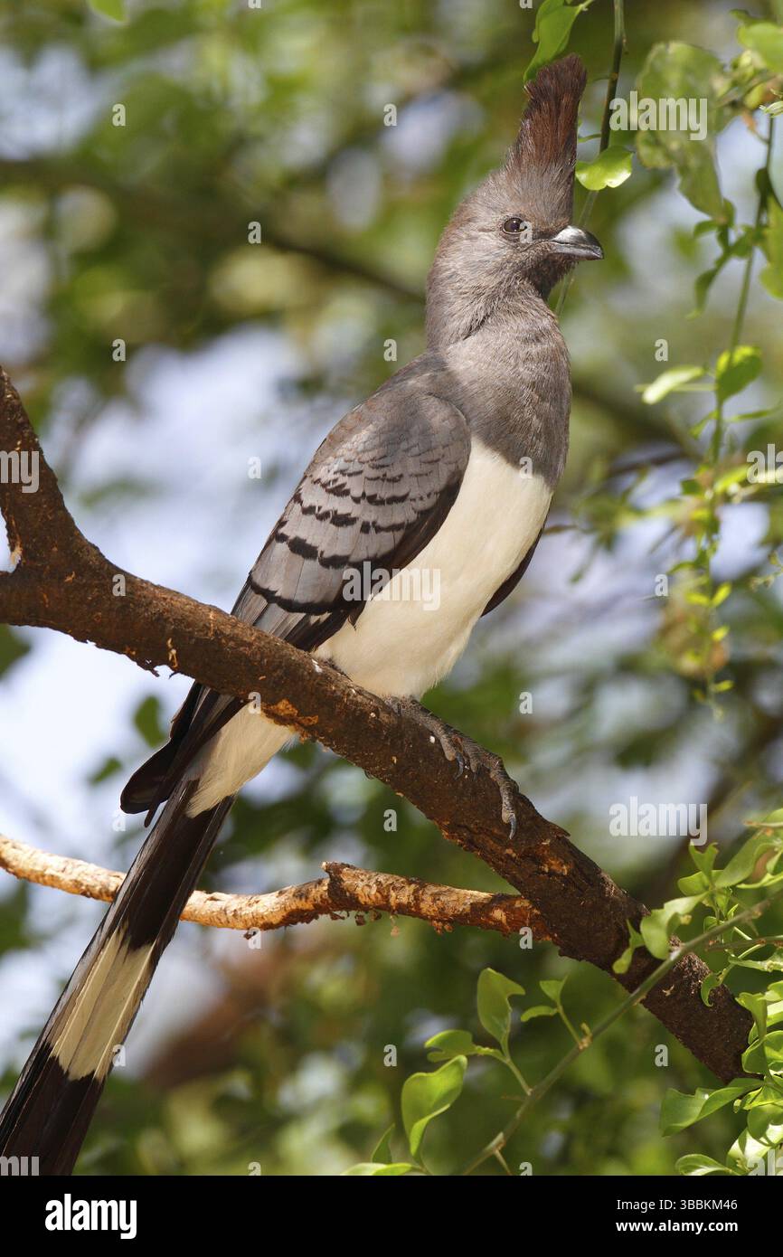 White-bellied Go-away-bird (Corythaixoides leucogaster) male, Lake ...