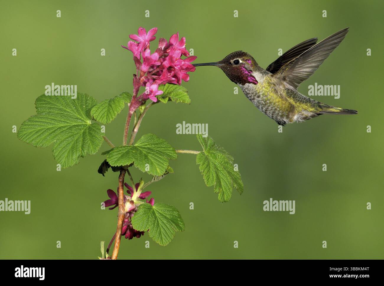 Anna's Hummingbird Male (Calypte anna) - Victoria BC, Canada, North ...