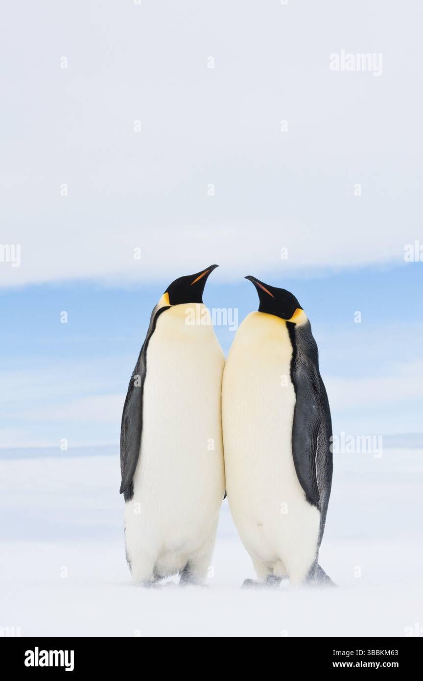 Emperor Penguin (Aptenodytes forsteri), Queen Maud Land, Antarctica ...