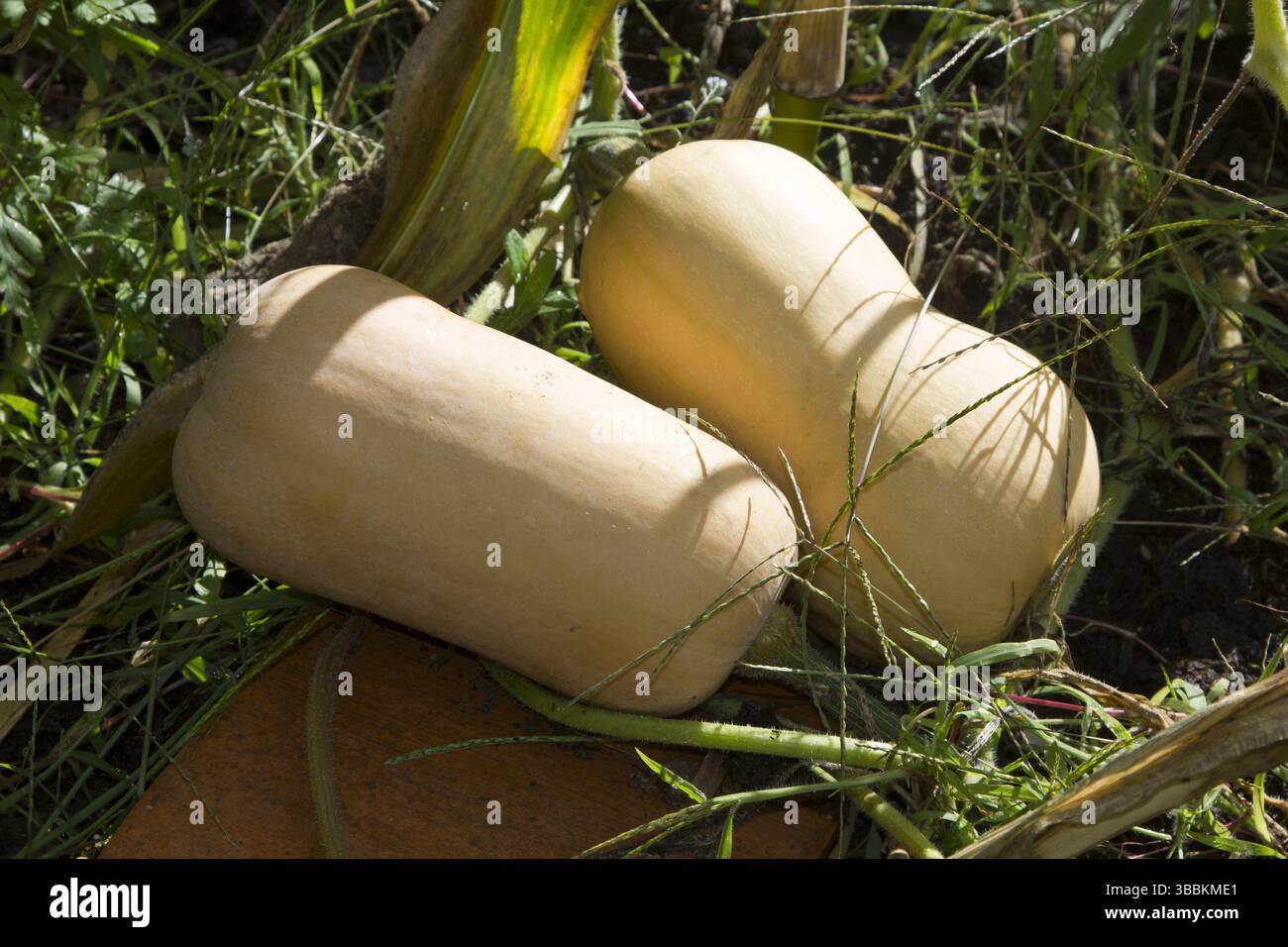 Butternut squash growing in a vegetable garden Stock Photo - Alamy