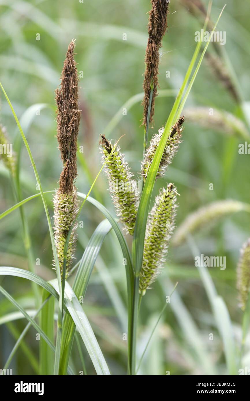 Scene view wild grass hi-res stock photography and images - Alamy