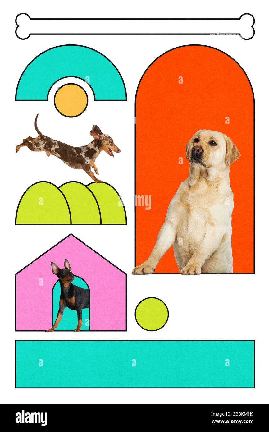 Various dog breeds including labrador and dachshund in playful ...