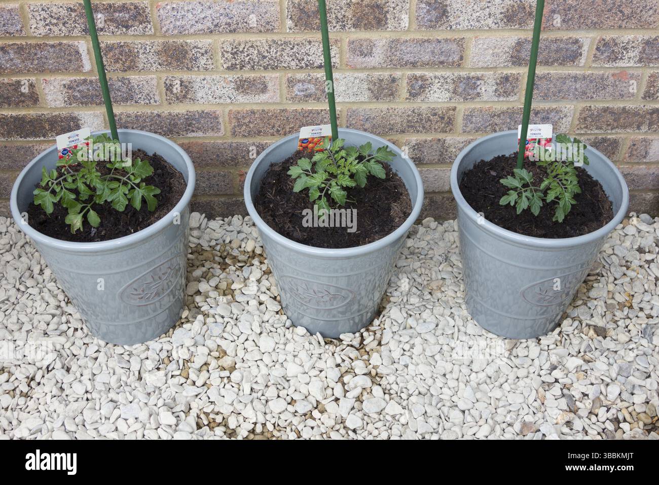 Ceramic pots of tomato plants hi-res stock photography and images - Alamy