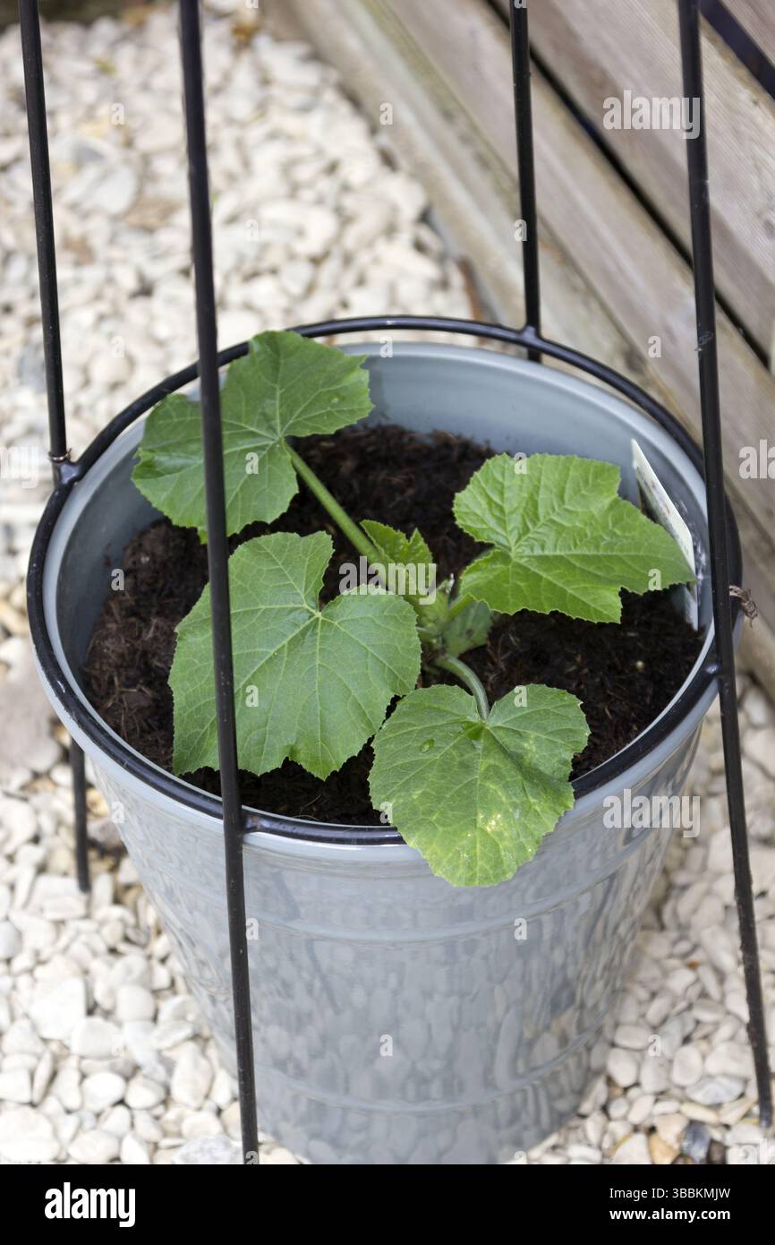 Small courgette plant in a pot Stock Photo - Alamy