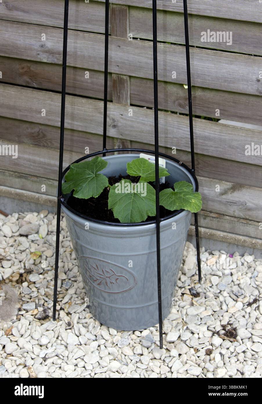 Small courgette plant in a pot Stock Photo - Alamy