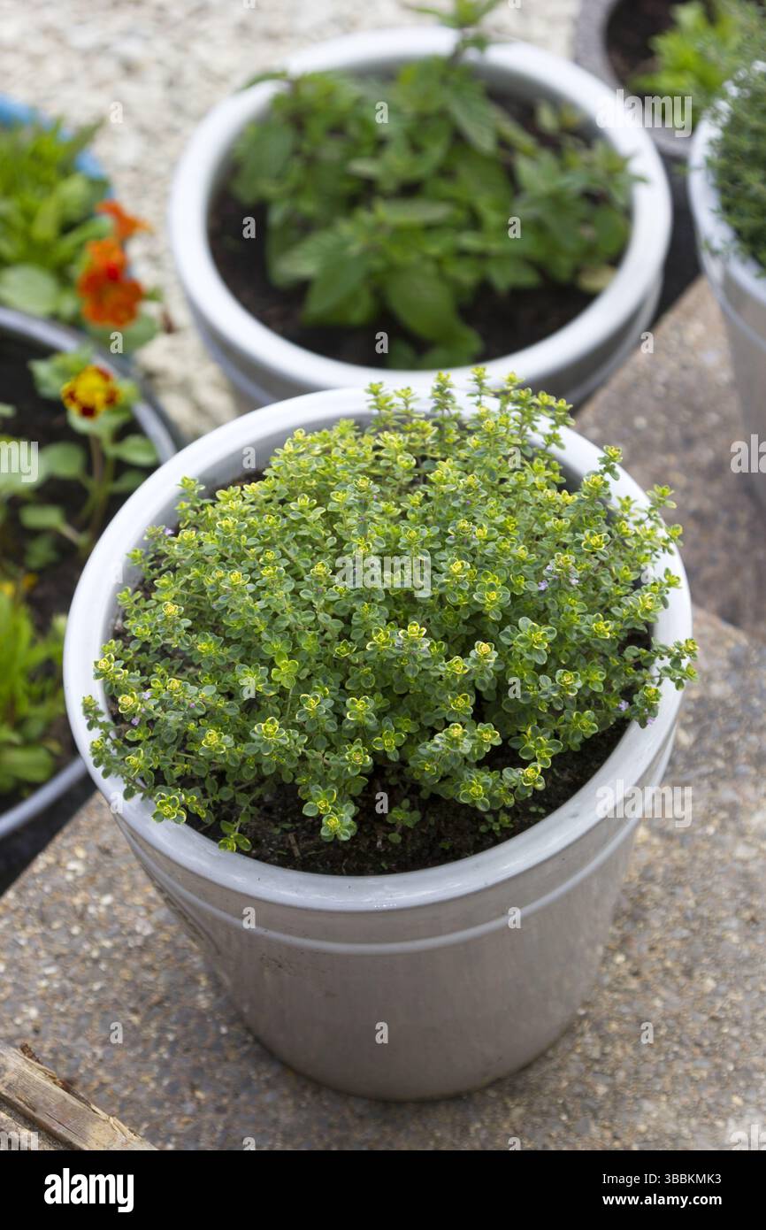 A Lemon time plant in a ceramic pot Stock Photo - Alamy