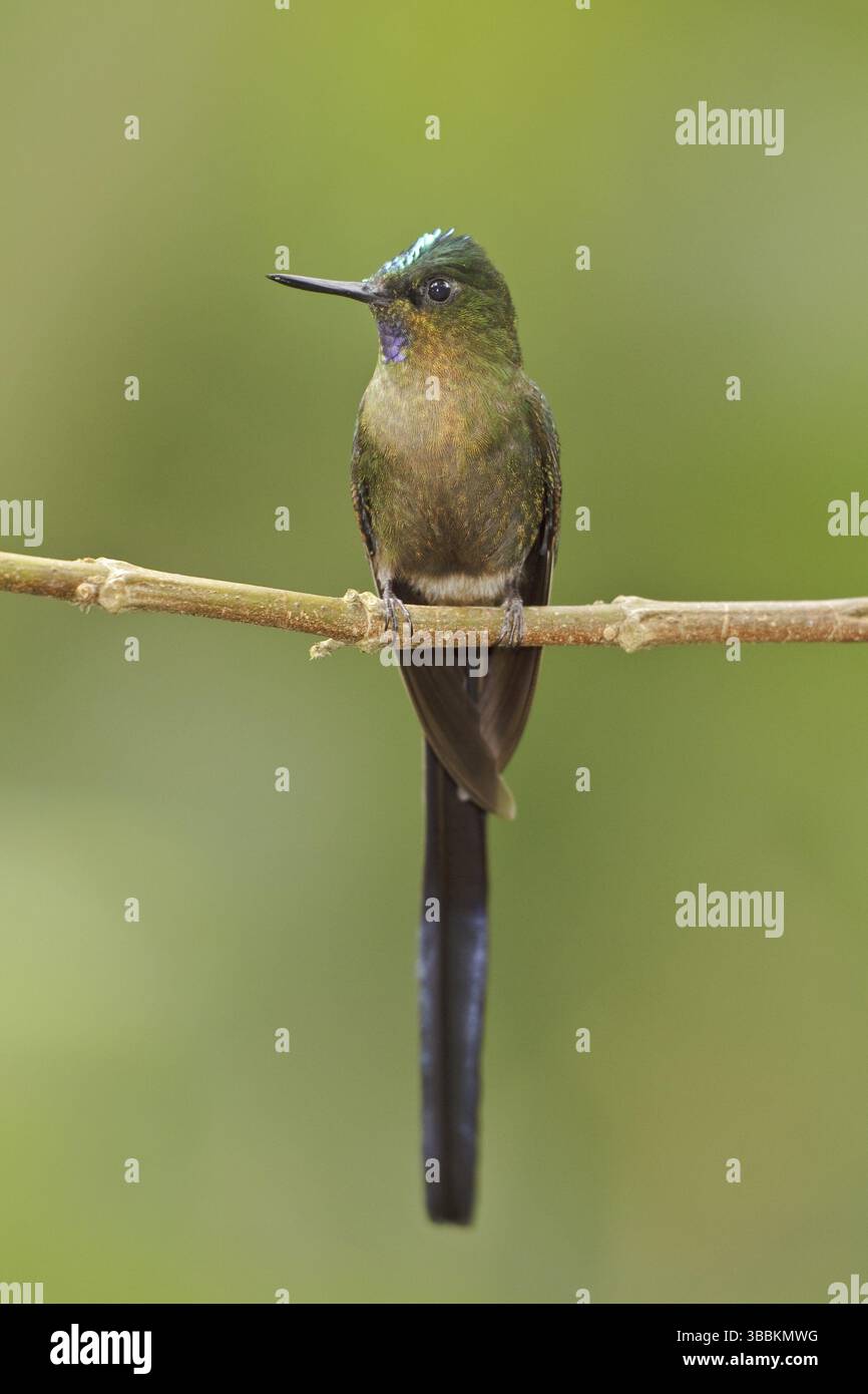 Violet-tailed Sylph (Aglaiocercus coelestis) male, Ecuador, South ...