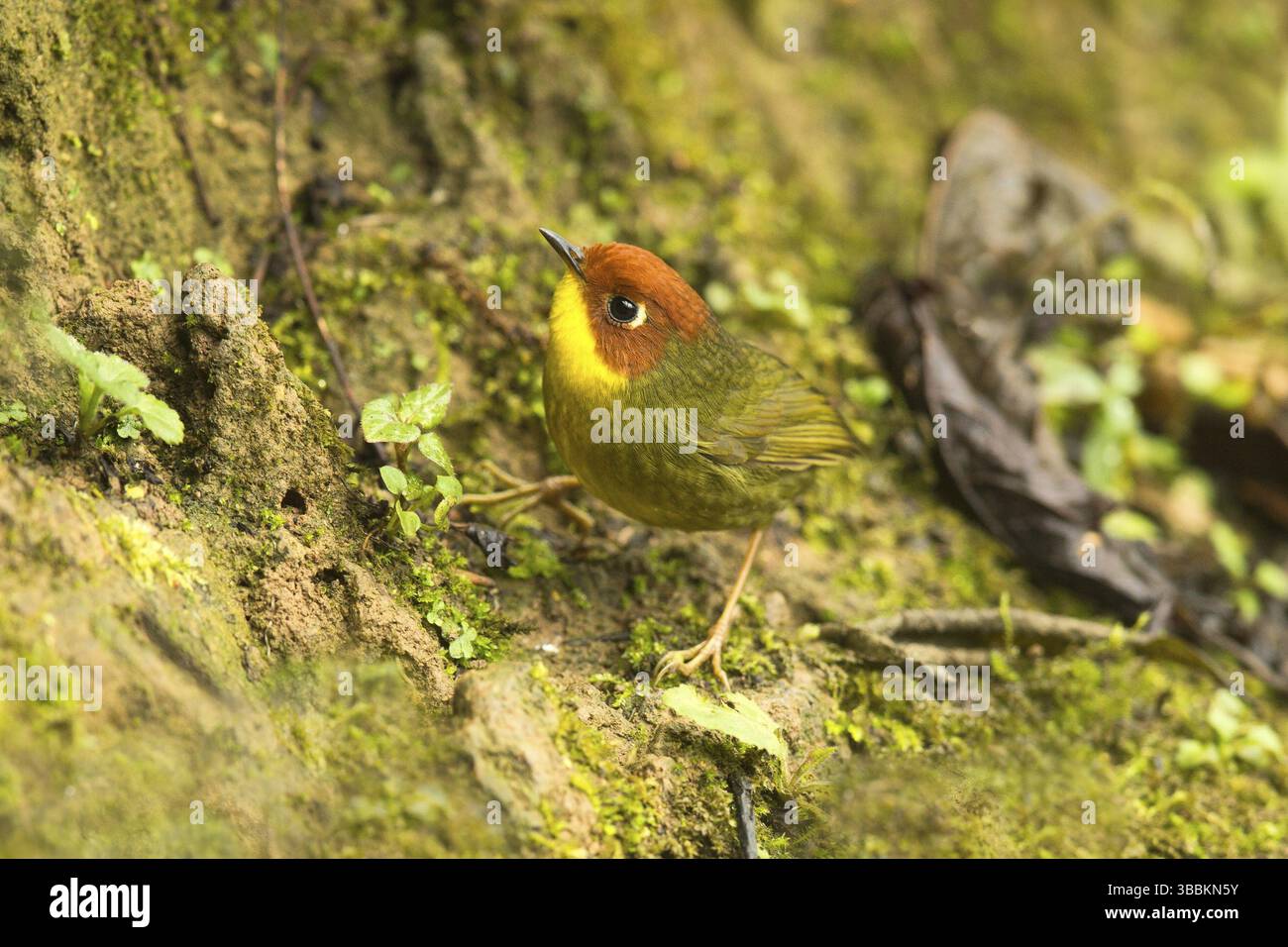 Chestnut-headed Tesia (Cettia castaneocoronata), Yunnan, China, Asia ...