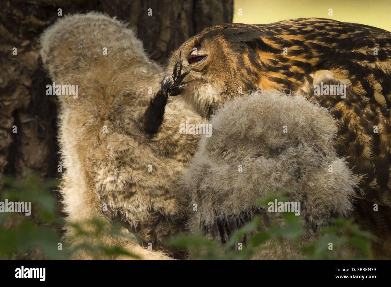 Eurasian Eagle-Owl (Bubo bubo) female feeds a leg of a crow to chicks ...
