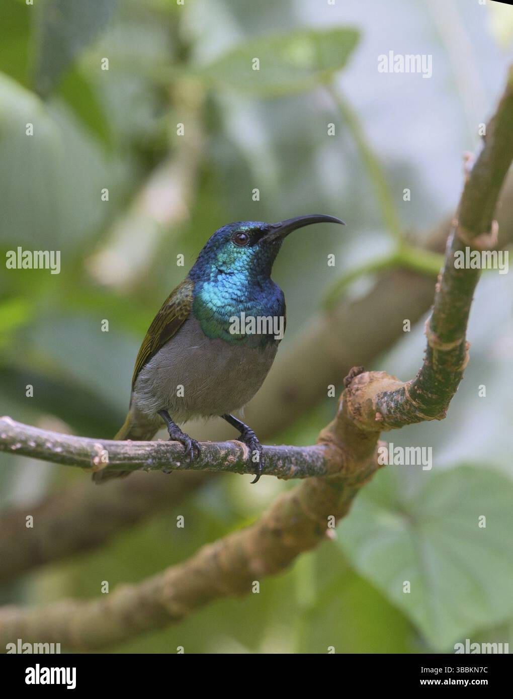Green-headed Sunbird (Cyanomitra verticalis) male, Uganda, Africa Stock ...