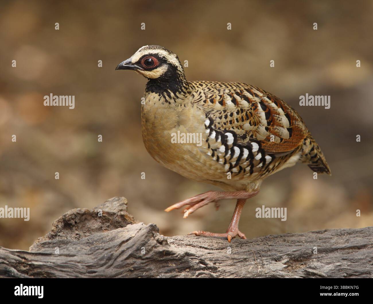 Bar-backed Partridge (Arborophila brunneopectus), Kaeng Krachan ...