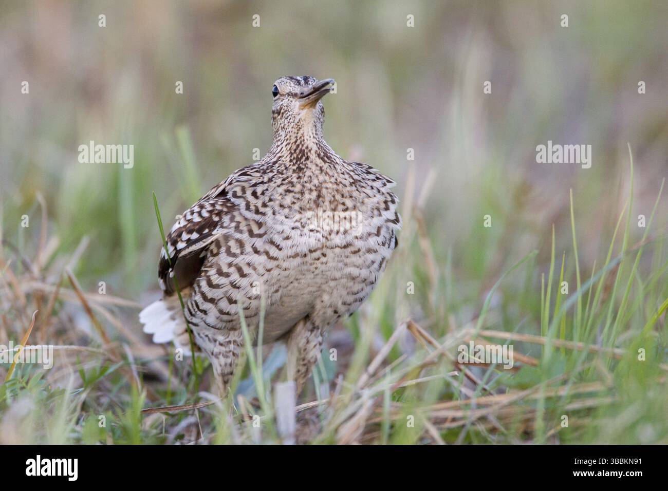 Great Snipe (Gallinago media), Nizhegorodskaya, Russia, Europe Stock ...