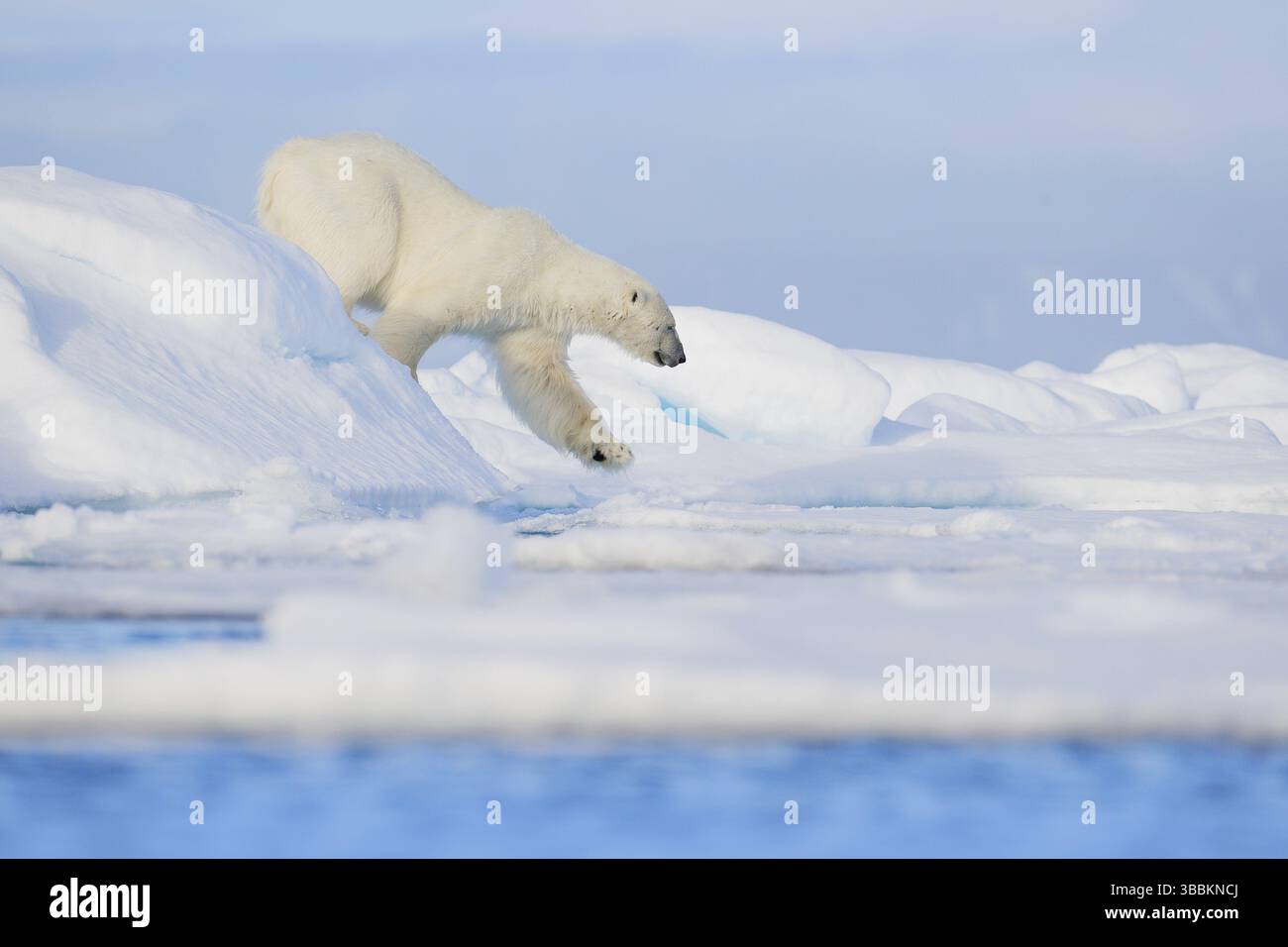 Polar bear on drift ice edge with snow and water in Svalbard sea. White ...