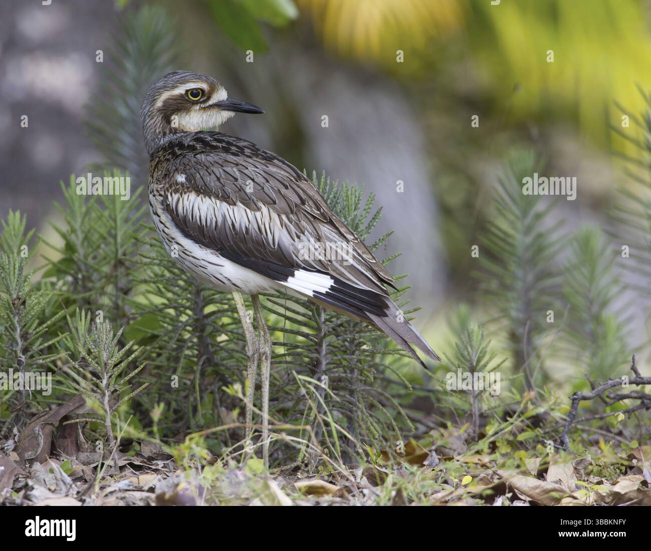Bush Stone-curlew (Burhinus grallarius), Queensland, Australia, Oceania ...