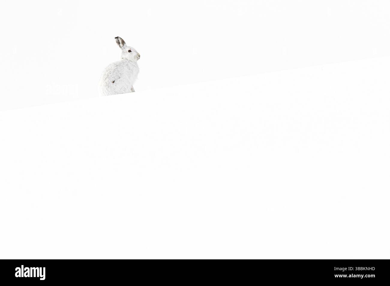 Bunny slope Cut Out Stock Images & Pictures - Alamy
