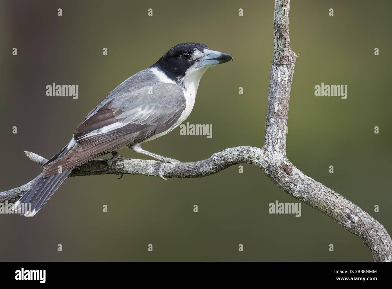 Grey Butcherbird (Cracticus torquatus) perched on a branch in eastern ...