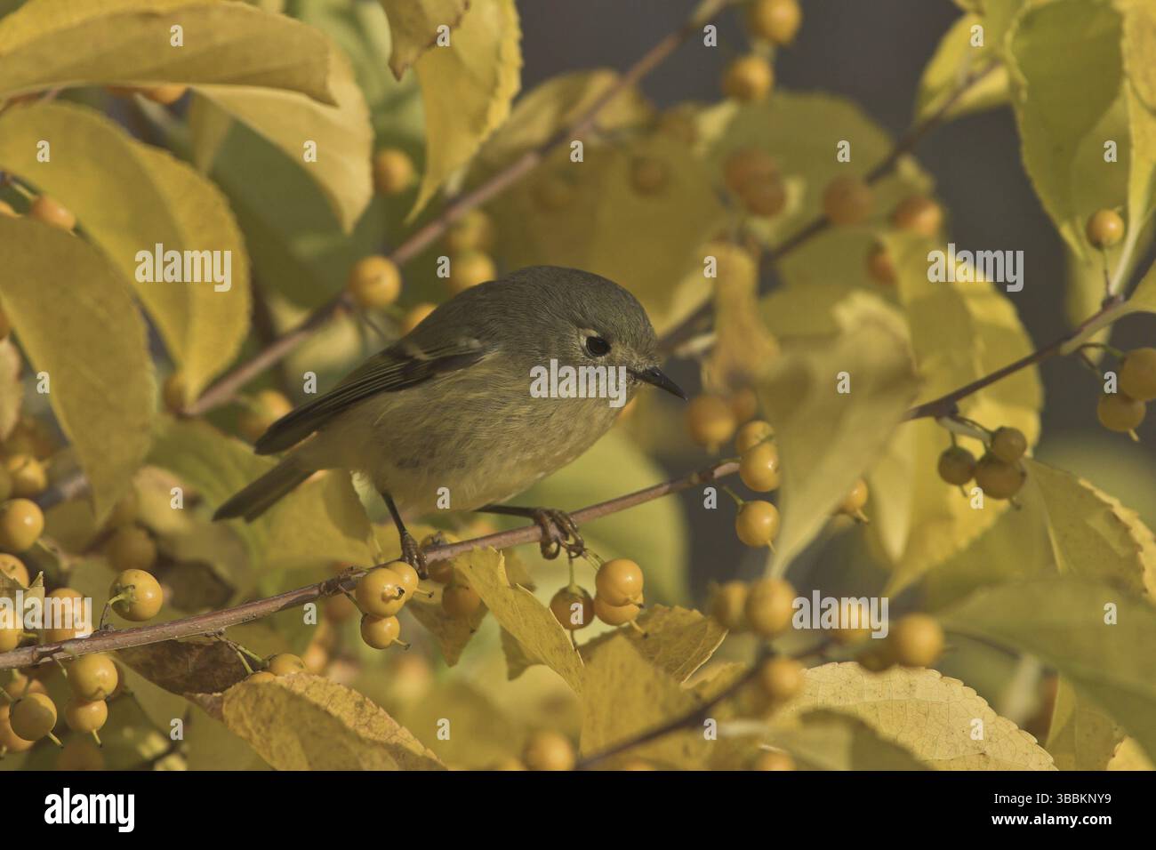 Ruby-crowned Kinglet (Regulus calendula), Ontario, Canada, North America Stock Photo - Alamy